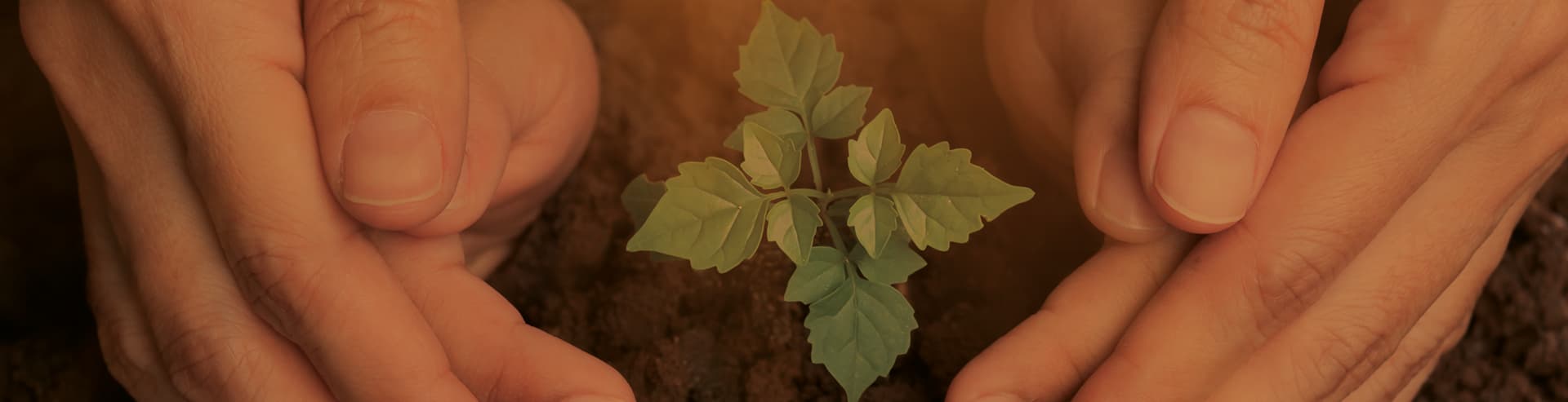 Home - Optimum Global Asset Management (Optimum Asset Management Inc.)